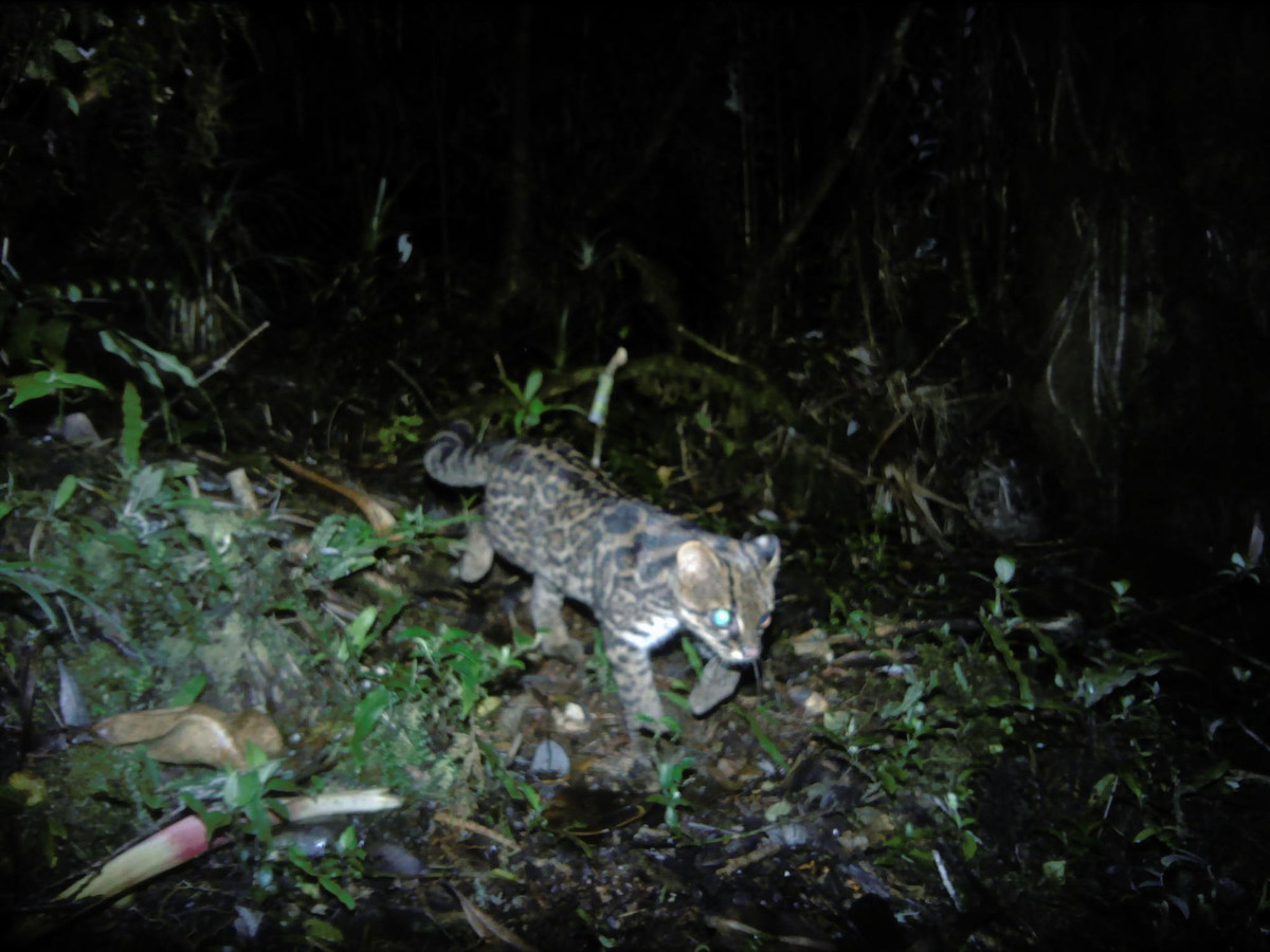 Small Cat Spotlight: Oncilla | Panthera